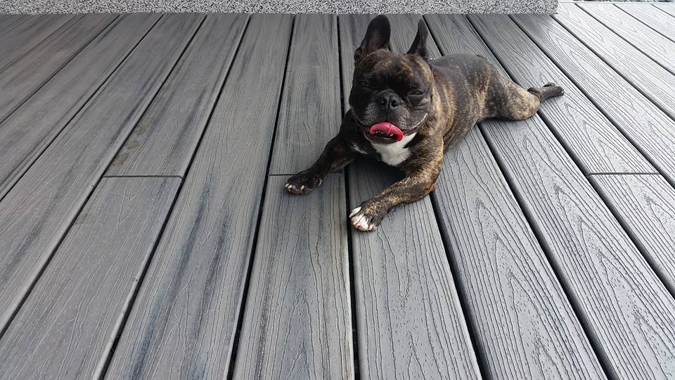 7 Best Deck Ideas for Dog Owners | Trex